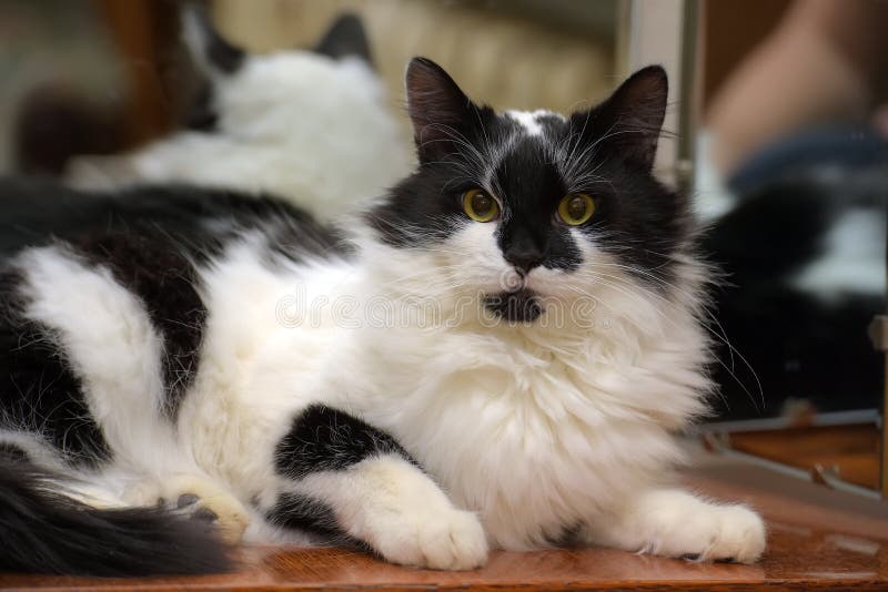 Beautiful Fluffy Black with White Cat Stock Photo - Image of fluffy ...