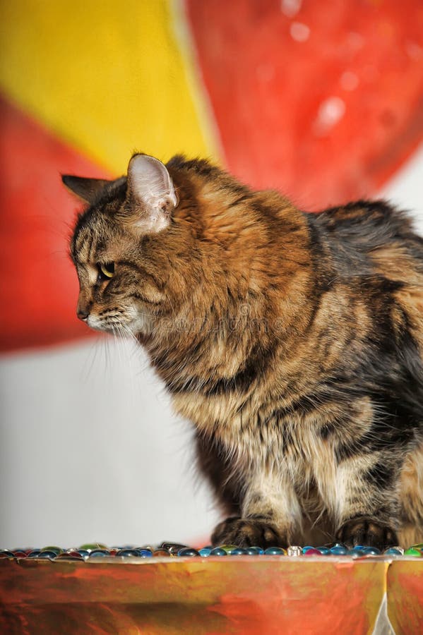 Beautiful Fluffy Brown Tabby Cat Sitting Stock Image - Image of lovable ...