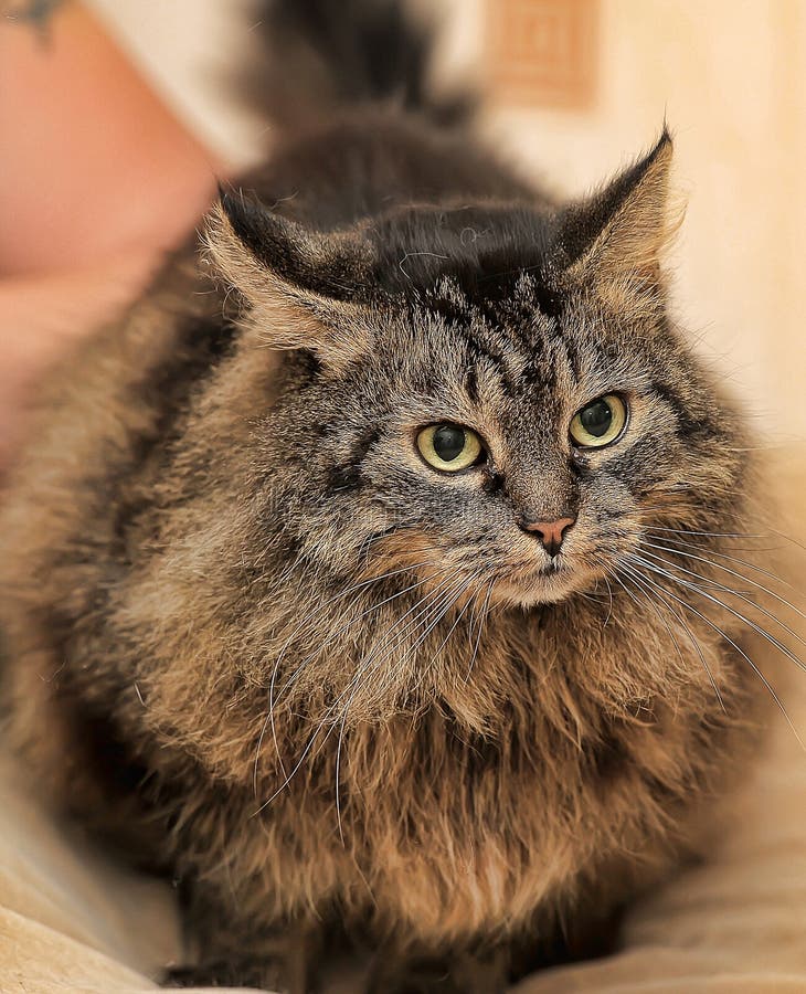 Beautiful fluffy brown cat stock image. Image of face - 46027889