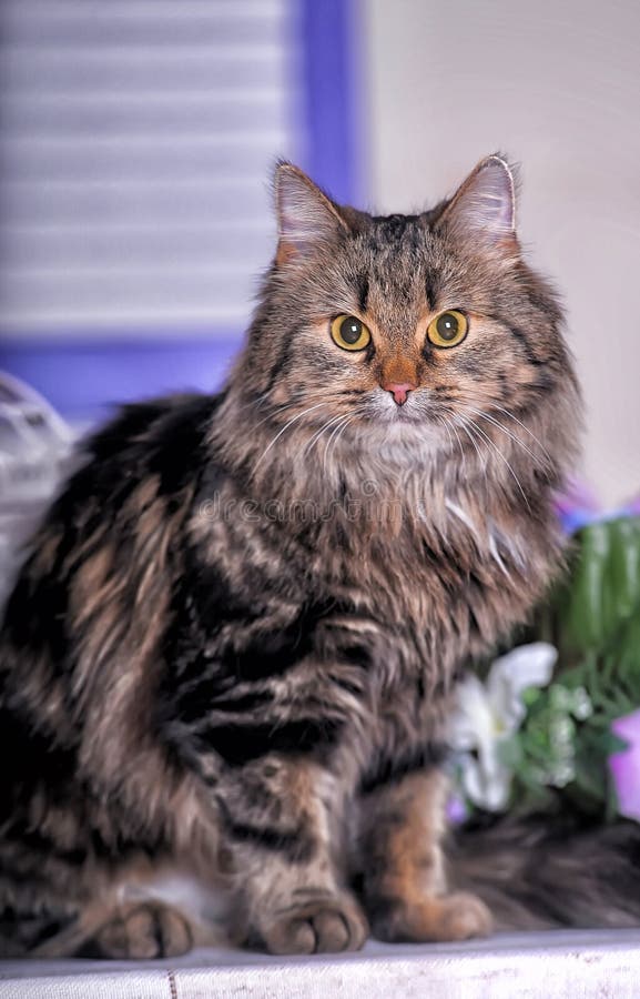 Beautiful fluffy brown cat stock image. Image of brown - 48135199