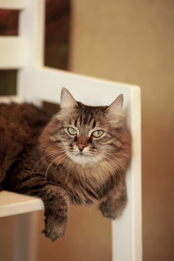 Beautiful Fluffy Brown Striped Cat Sitting on the Chair Stock Image ...