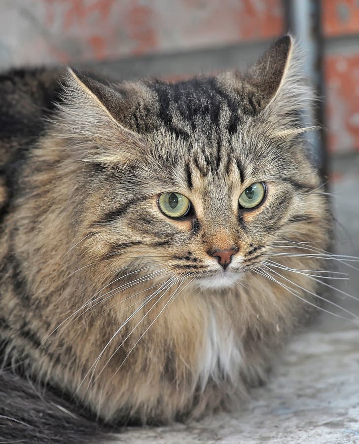 Beautiful Fluffy Brown Tabby Cat Sitting Stock Image - Image of lovable ...