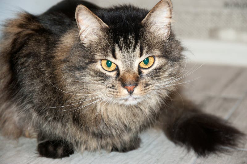 Beautiful fluffy cat stock image. Image of fluffy, portrait - 65850329