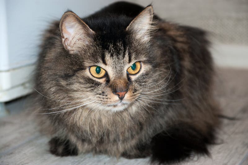Fluffy Cat Lying Relaxed on Its Back, at Home on the Bed Stock Image ...