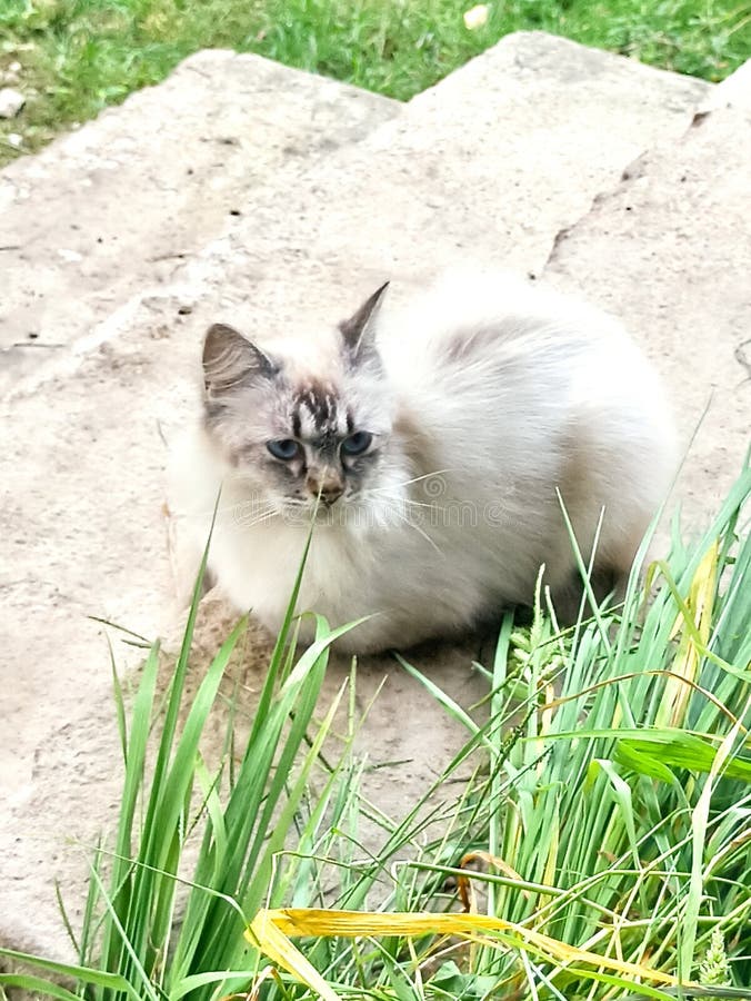 Beautiful Fluffy Cat Resting on Outdoor Steps Stock Photo - Image of ...