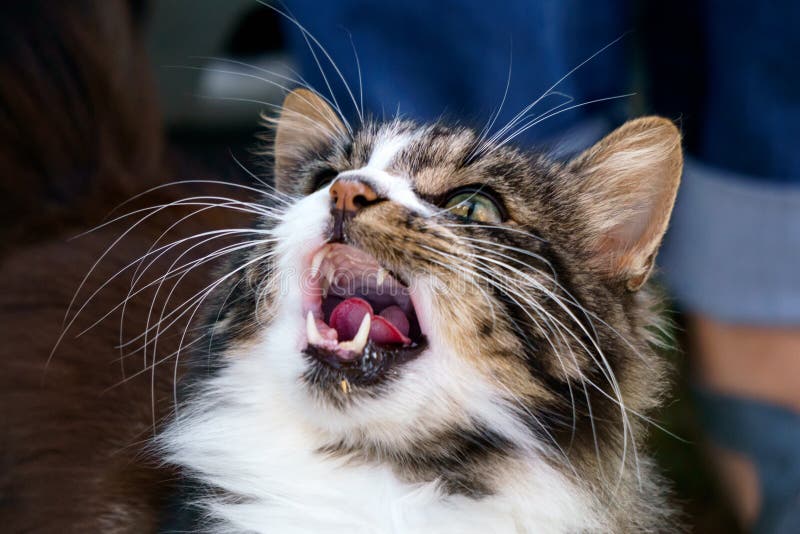 A Beautiful Fluffy Cat with Sharp Fangs. Stock Photo - Image of feline ...