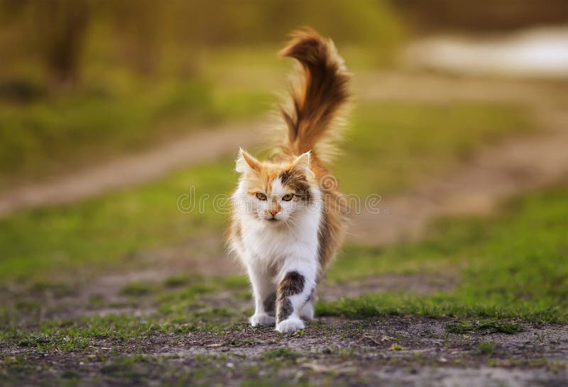 Beautiful Cat Struts on a Sunny Summer Meadow on a Spring Day Stock ...