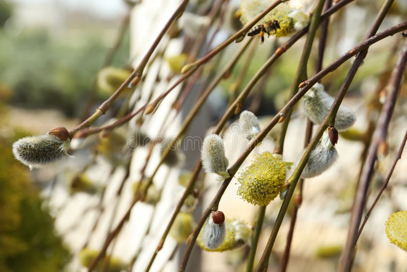 Beautiful Fluffy Catkins on Willow Tree Outdoors, Closeup Stock Image ...