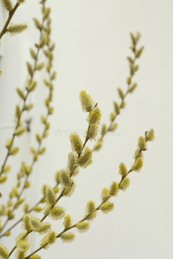 Beautiful Fluffy Catkins on Willow Tree Outdoors, Closeup Stock Image ...