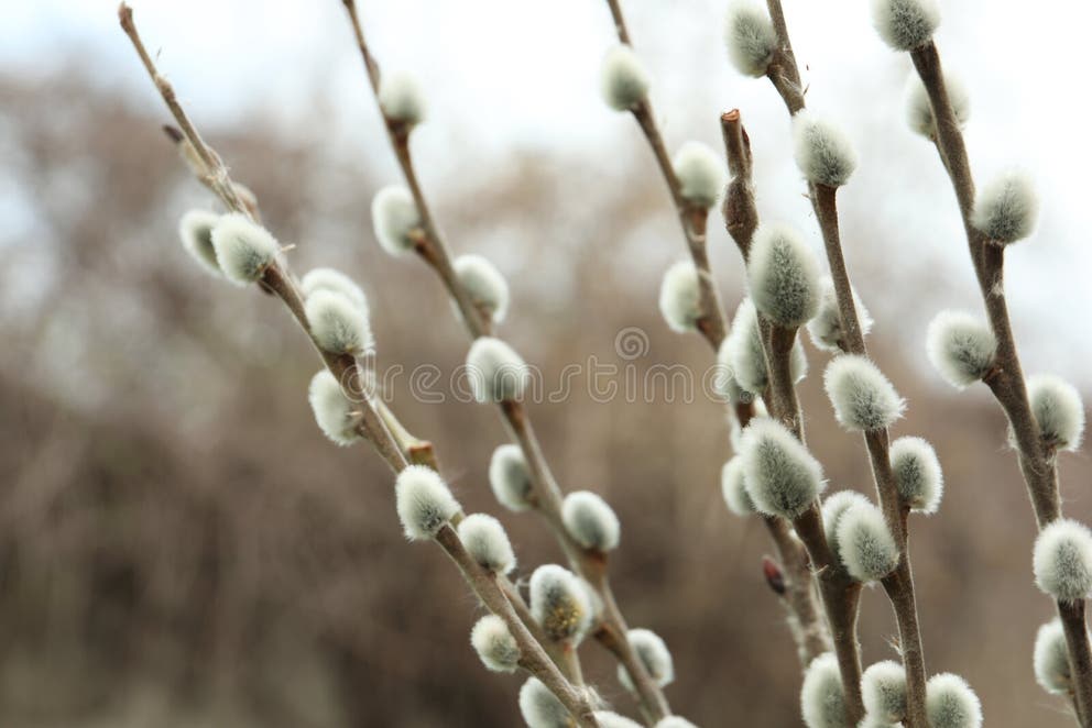 Beautiful Fluffy Catkins on Willow Tree Outdoors, Closeup Stock Image ...