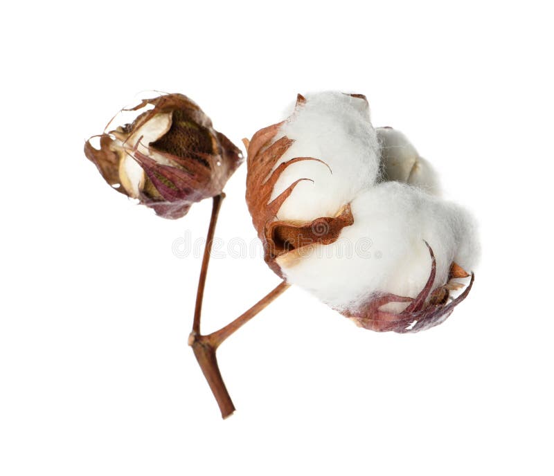 Beautiful Fluffy Cotton Flower Isolated on White Stock Photo - Image of ...