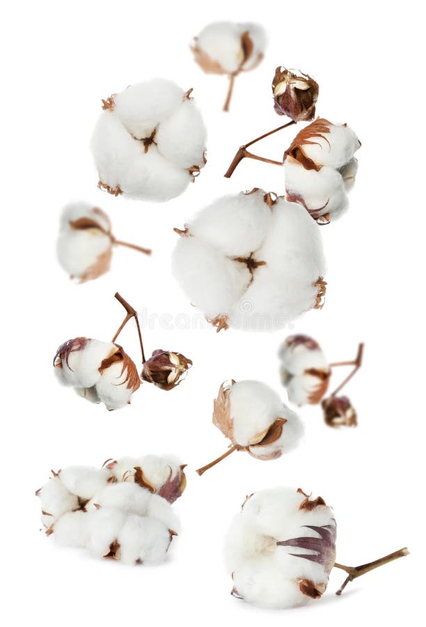 Beautiful Fluffy Cotton Flowers on White Background Stock Image - Image ...