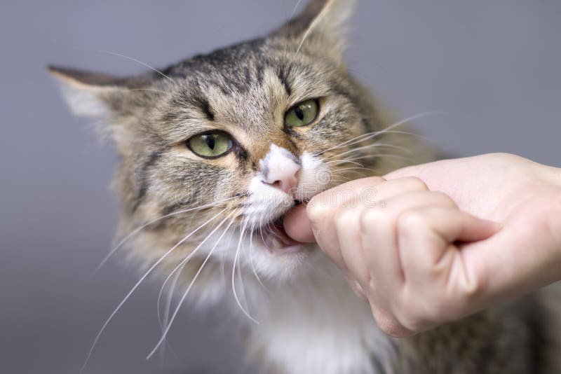 Beautiful Fluffy Cute Cat Bites Finger Stock Image - Image of teeth ...