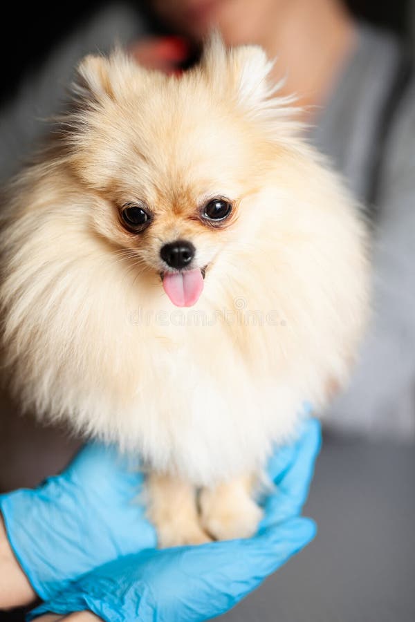 Beautiful Fluffy Dog at Reception at Veterinarian Stock Image - Image ...