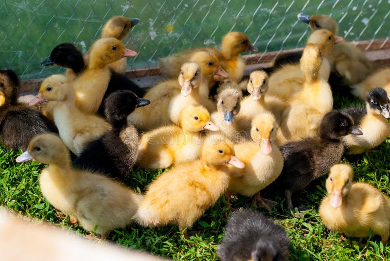 Beautiful fluffy ducklings stock image. Image of beak - 72185221