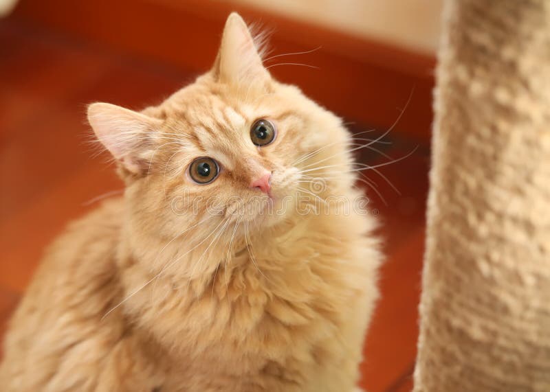 Beautiful Fluffy Ginger Cat Lying on the Sofa Stock Image - Image of ...