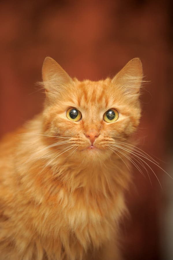 Beautiful Fluffy Ginger Cat Stock Photo - Image of orange, pets: 38090350