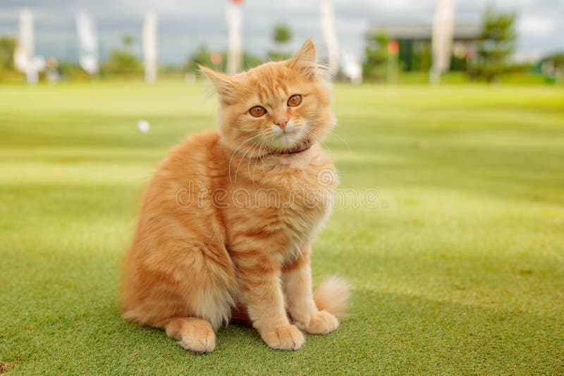 Beautiful Fluffy Ginger Kitten on Green Grass Stock Photo - Image of ...