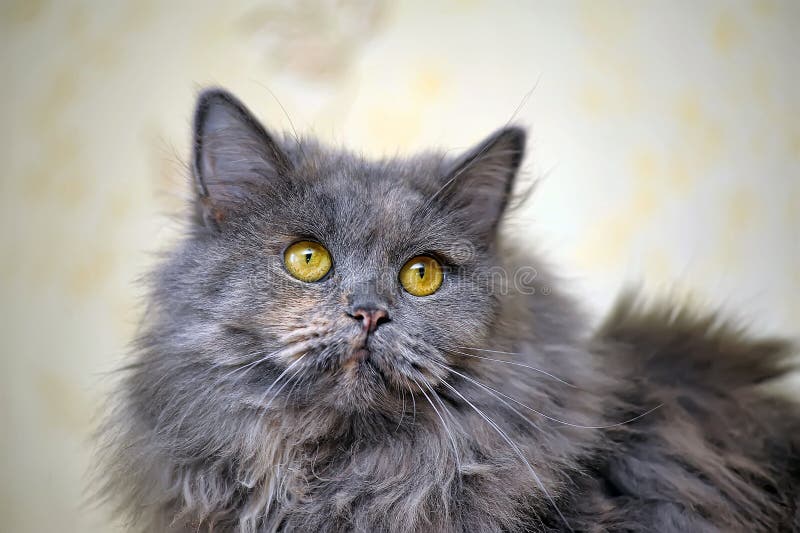 Beautiful fluffy gray cat stock photo. Image of beautiful - 40213306
