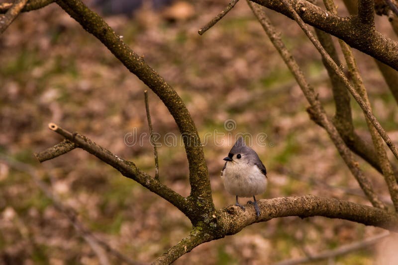 Beautiful Fluffy Gray Jay Bird Peched on a Bare Tree Branch Stock Image ...