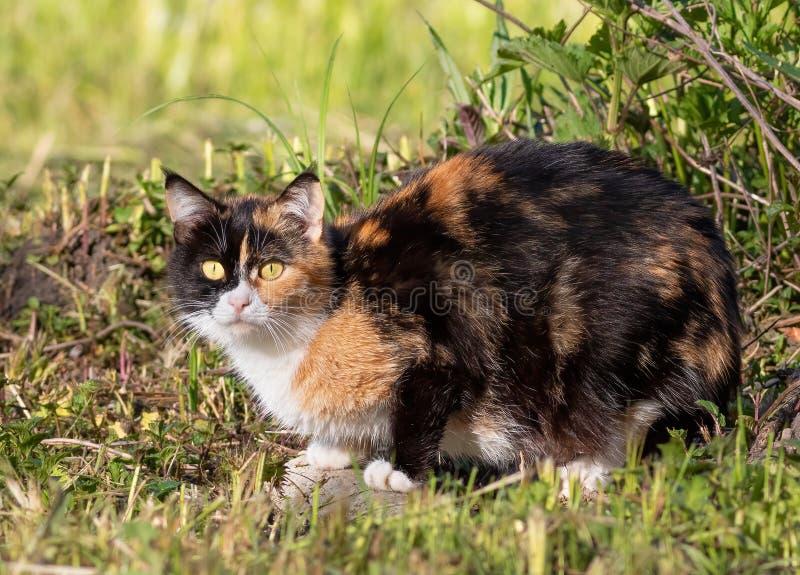 Fluffy Multi-colored Balls of Wool for Knitting Stock Photo - Image of ...