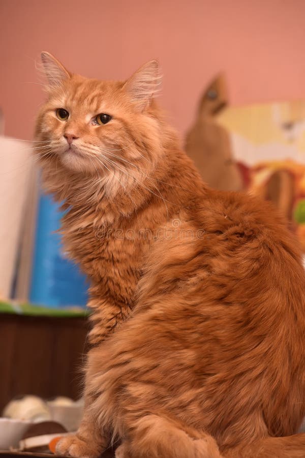 Beautiful red fluffy cat stock photo. Image of grey - 119462730