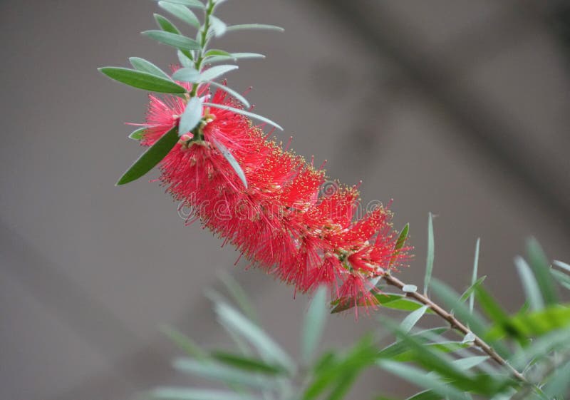 Beautiful Fluffy Red Clusters of Bottlebrush Callistemon Stock Image ...