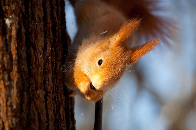 Red squirrel stock photo. Image of curious, nature, sciurus - 237798038