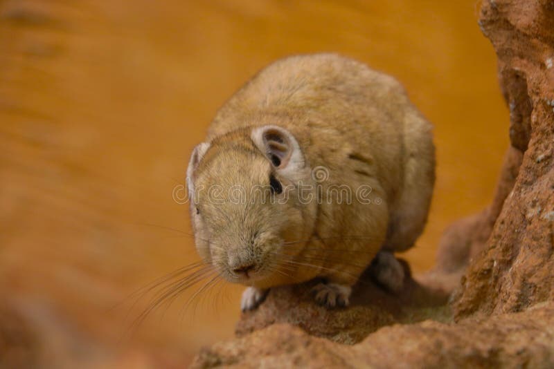 A Beautiful Fluffy Small Rodent. Wild Animals. Stock Image - Image of ...