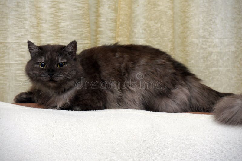 361 Smoky Cats Stock Photos - Free & Royalty-Free Stock Photos from ...