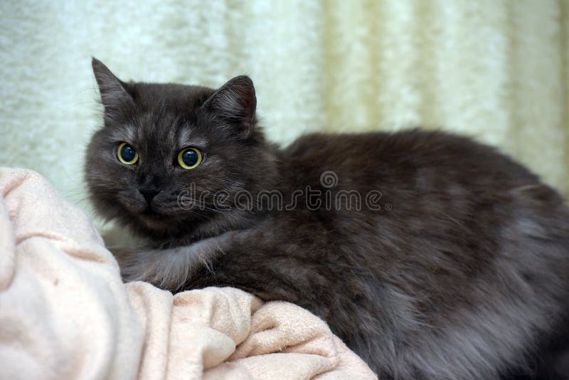 361 Smoky Cats Stock Photos - Free & Royalty-Free Stock Photos from ...