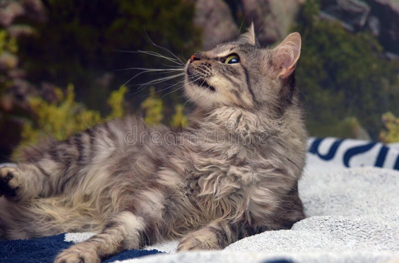 Beautiful Fluffy Smoky Cat Close Up Stock Photo - Image of kitty ...