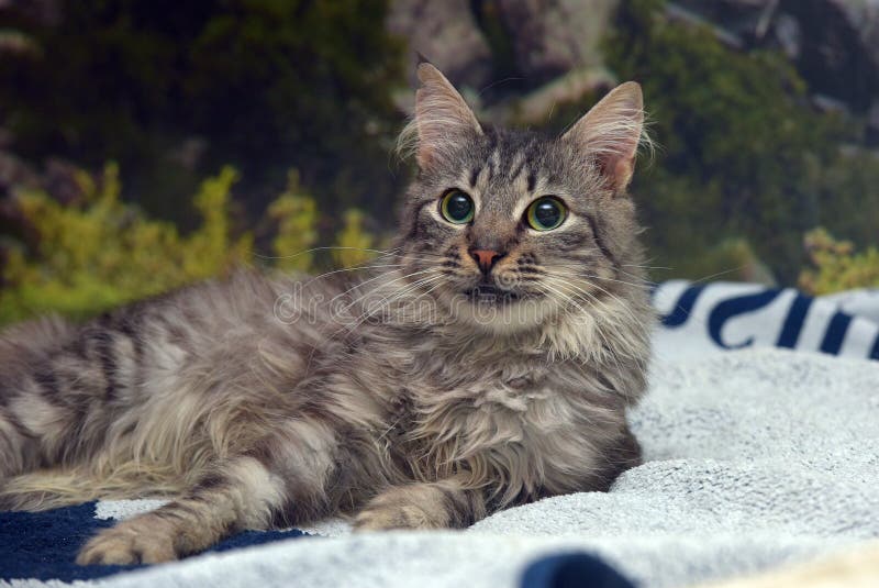 Beautiful Fluffy Smoky Cat Close Up Stock Photo - Image of inside ...
