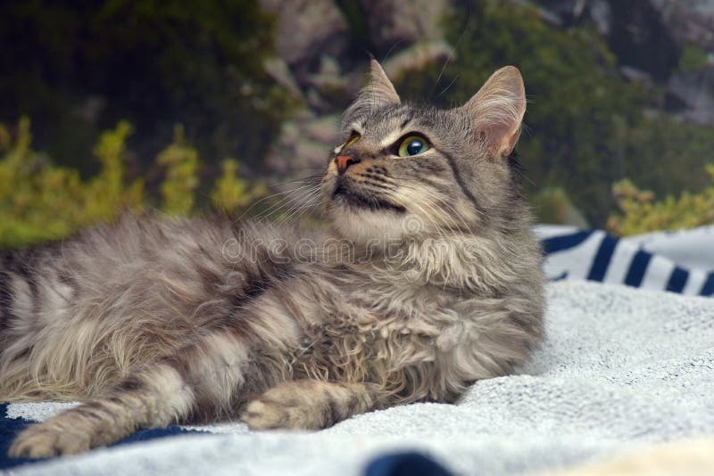 Beautiful Fluffy Smoky Cat Close Up Stock Photo - Image of lying, black ...