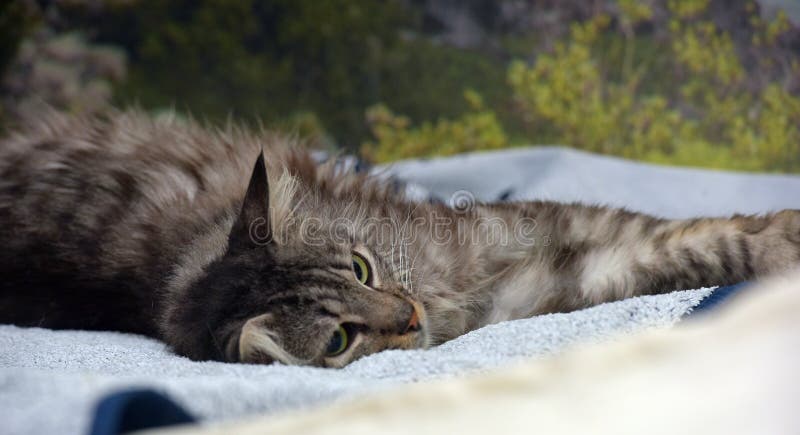 Beautiful Fluffy Smoky Cat Close Up Stock Image - Image of ashy, black ...