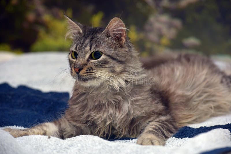 Beautiful Fluffy Smoky Cat Close Up Stock Photo - Image of adorable ...