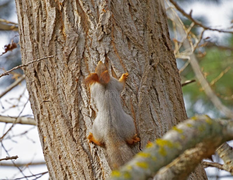 Beautiful fluffy squirrel stock photo. Image of pretty - 109077650