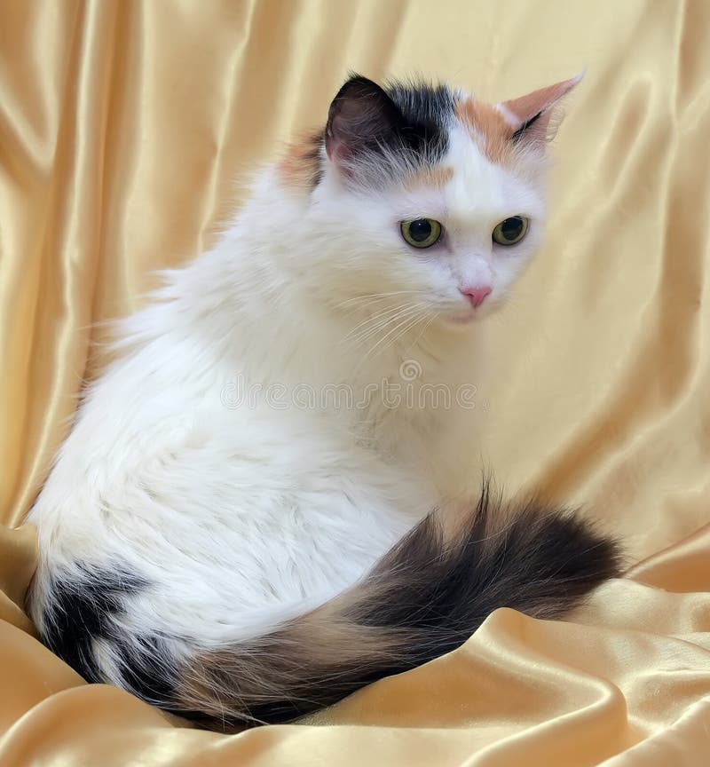 Fluffy Three-colored Cat with a Fluffy Tail Stock Image - Image of ...