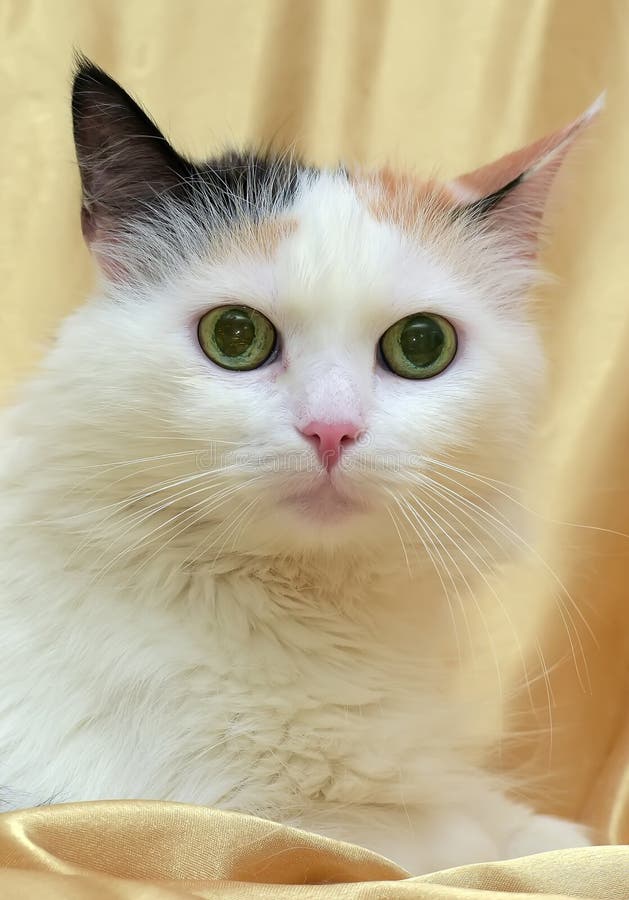 Fluffy Three-colored Cat with a Fluffy Tail Stock Photo - Image of ...