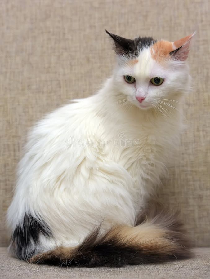 Fluffy Three-colored Cat with a Fluffy Tail Stock Photo - Image of ...