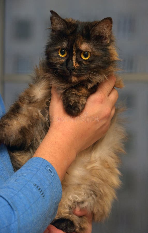 Fluffy Tortoiseshell Cat on the Couch Stock Photo - Image of beauty, kitten: 242028600
