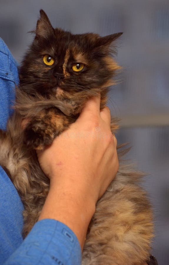 Fluffy Tortoiseshell Cat on the Couch Stock Image - Image of feline ...