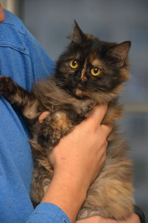 Fluffy Tortoiseshell Cat on the Couch Stock Photo - Image of breed ...