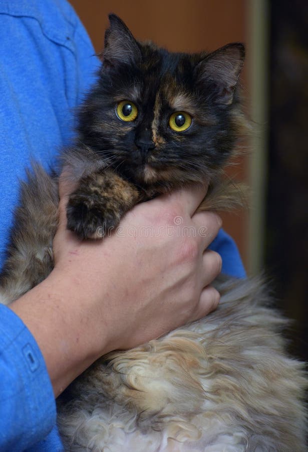 Fluffy Tortoiseshell Cat on the Couch Stock Image - Image of looking ...