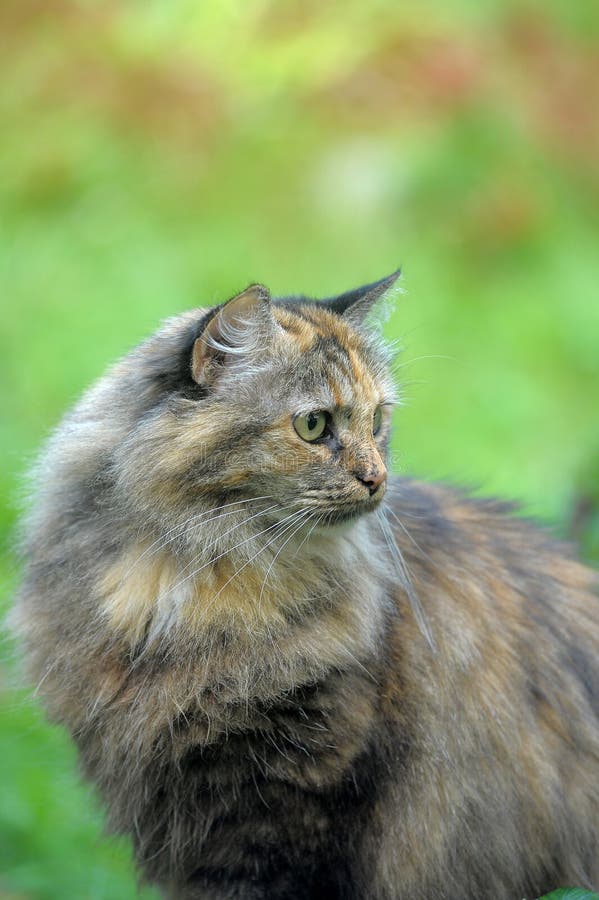 Fluffy tortoiseshell cat stock image. Image of head, friendly - 35723759