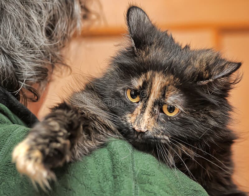 Beautiful Fluffy Tortoiseshell Cat Stock Image - Image of domestic ...