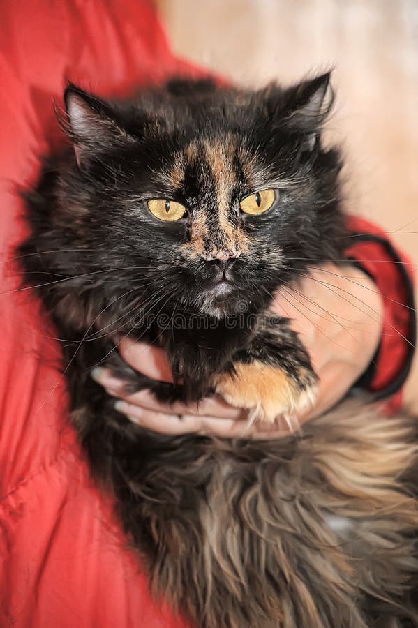 Beautiful Fluffy Tortoiseshell Cat Stock Image - Image of holding, cute: 41023771