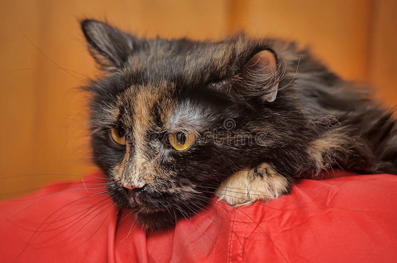 2,008 Beautiful Fluffy Tortoiseshell Cat Stock Photos - Free & Royalty ...