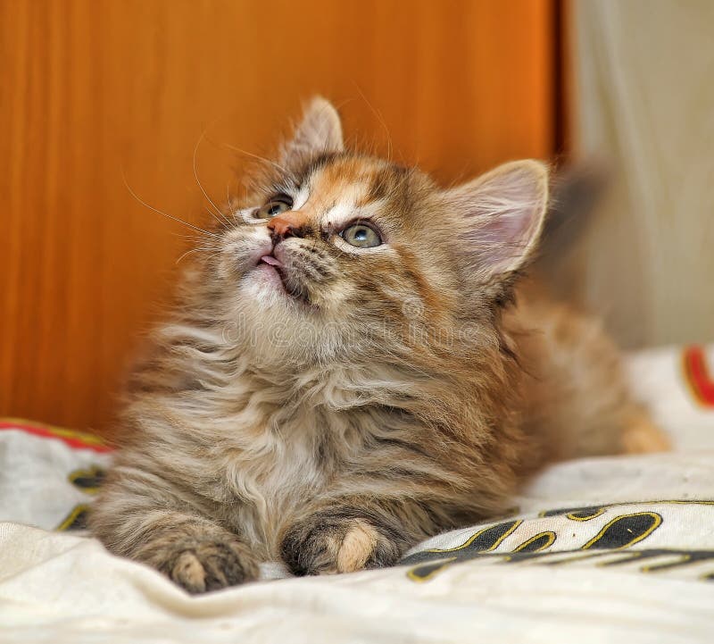 Fluffy Tri-color Kitten in a Cattery Stock Image - Image of animal ...