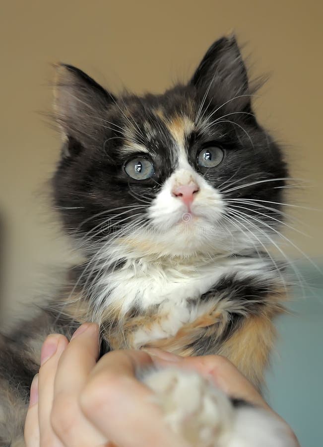 Fluffy Tri-color Kitten in Hand Stock Photo - Image of adorable ...